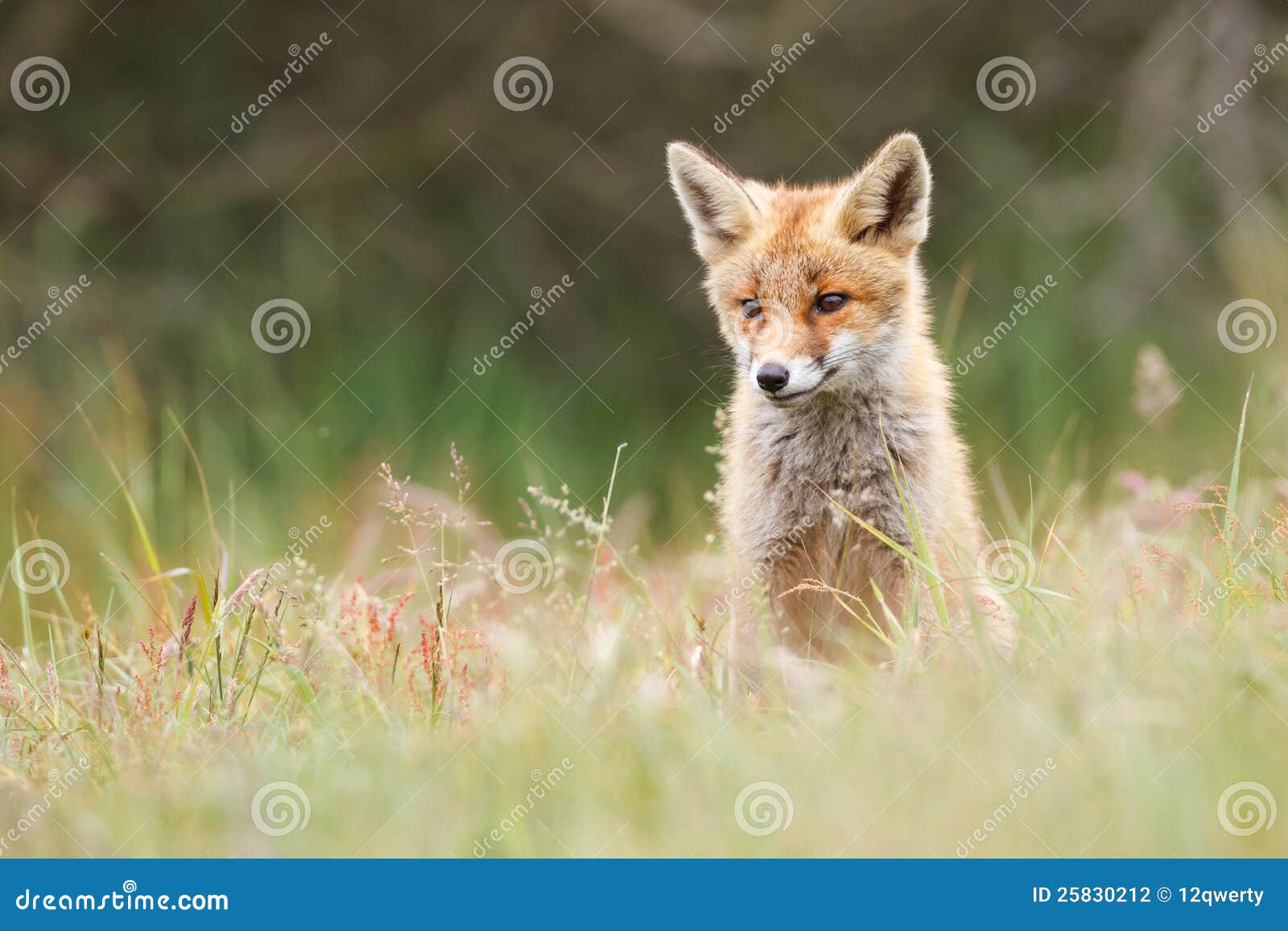 Fox in countryside stock photo. Image of looks, stares - 25830212