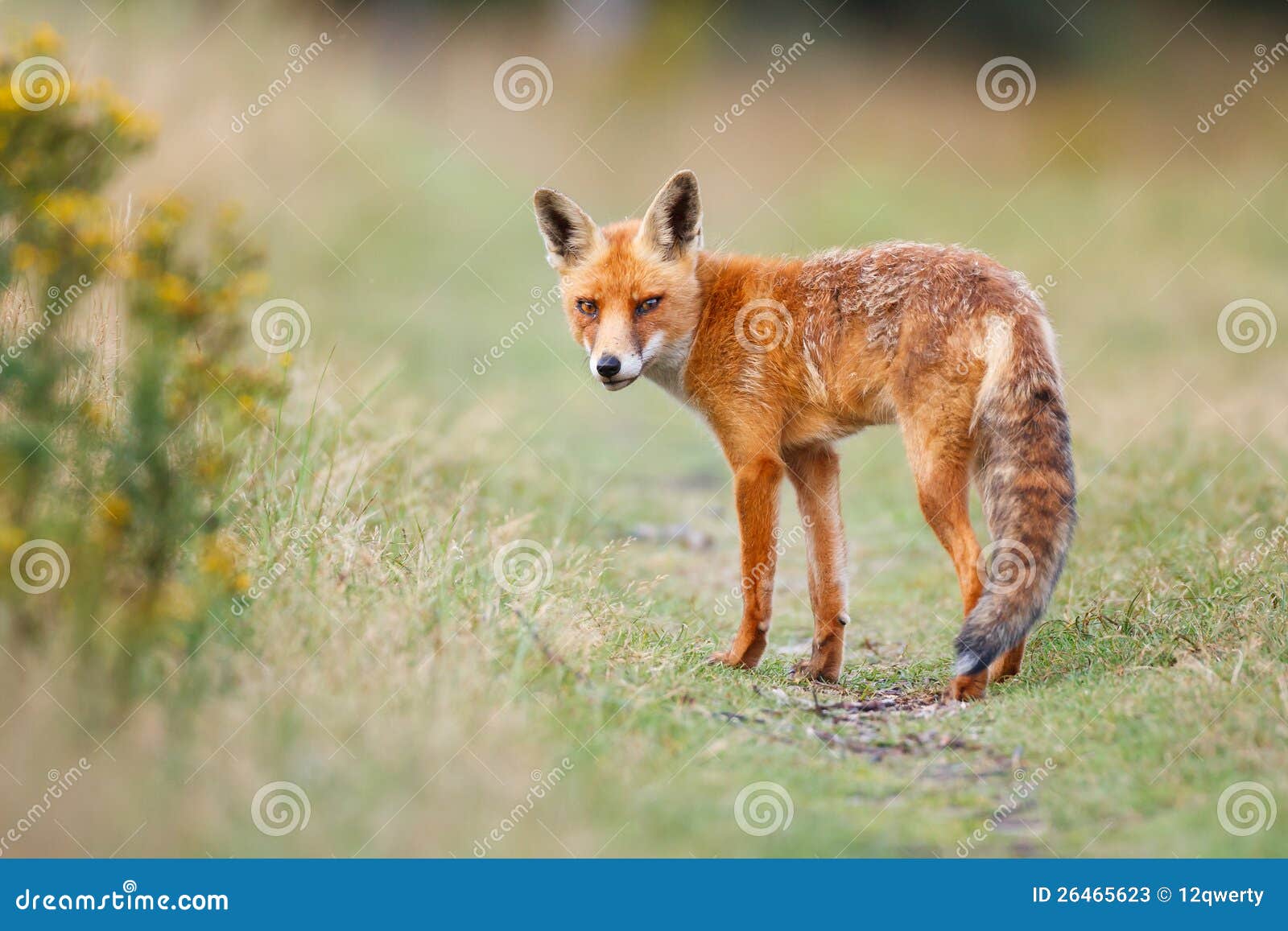 Fox in countryside stock image. Image of rural, green - 26465623