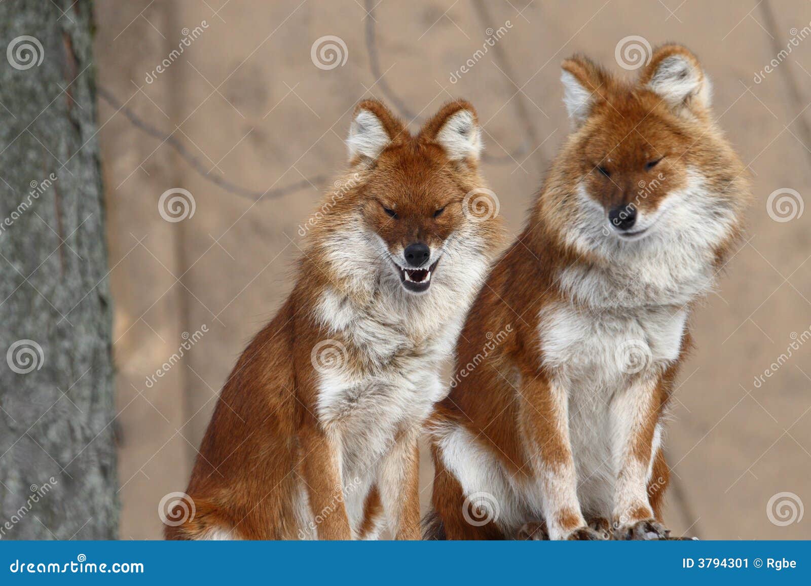Fox couple stock image. Image of beautiful, love, together - 3794301