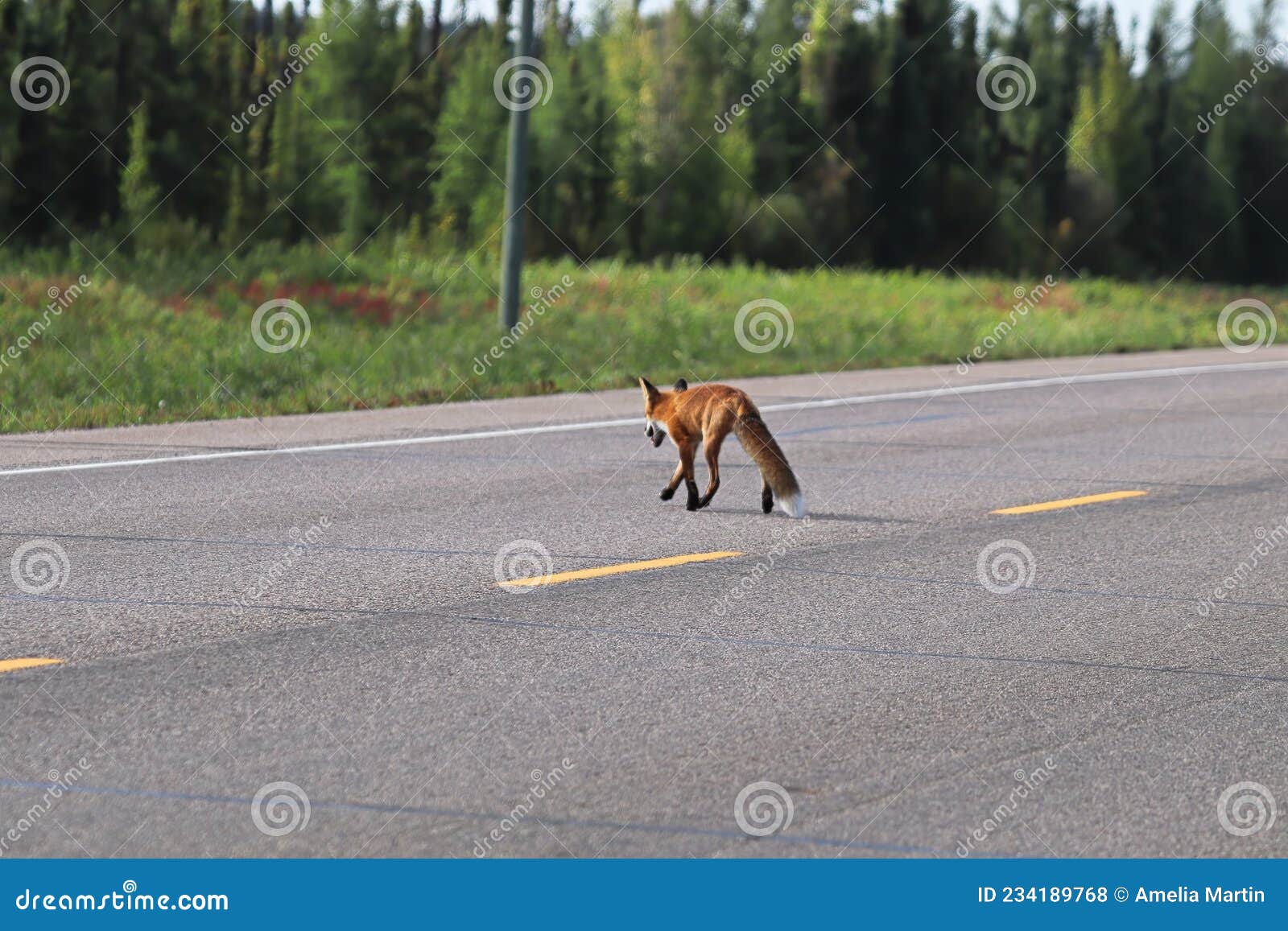 A Fox Crossing the Highway in a Forest Area Stock Photo - Image of ...