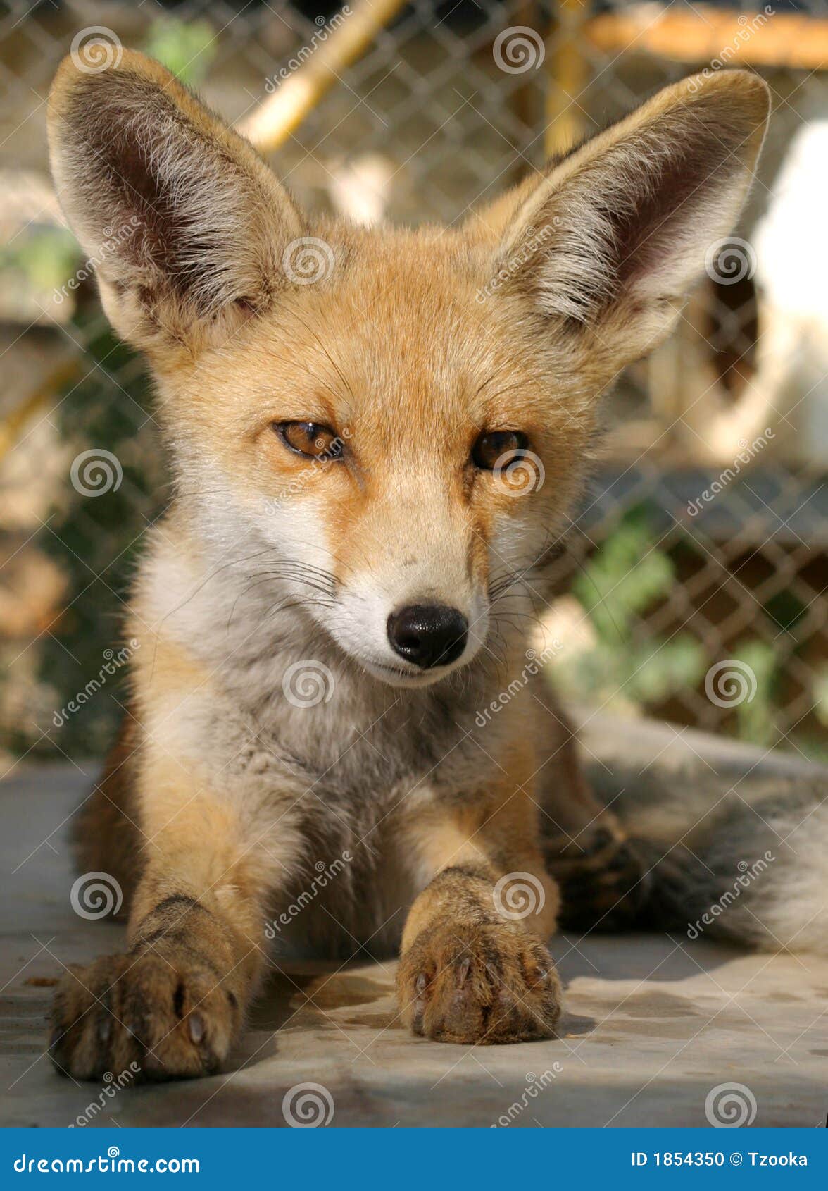 Fox cub stock photo. Image of animals, orange, nature - 1854350