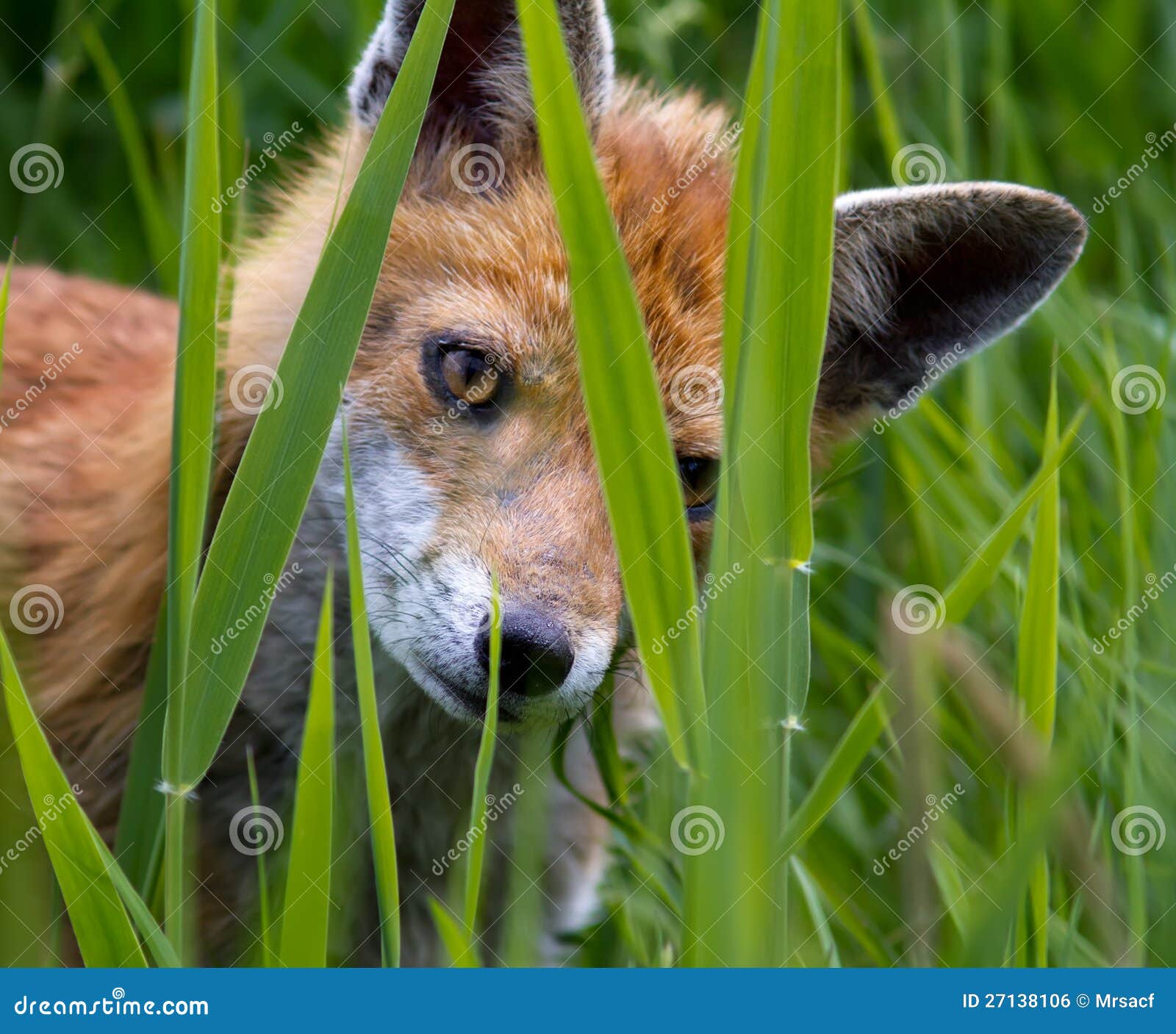 Fox Cub stock photo. Image of vulpes, wild, park, spring - 27138106