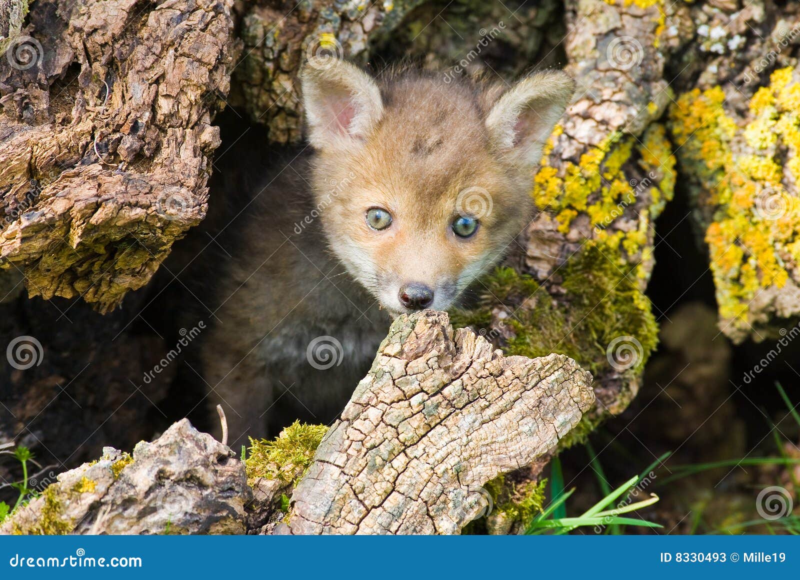 Fox Cub stock image. Image of baby, vulpes, mammal, carnivore - 8330493