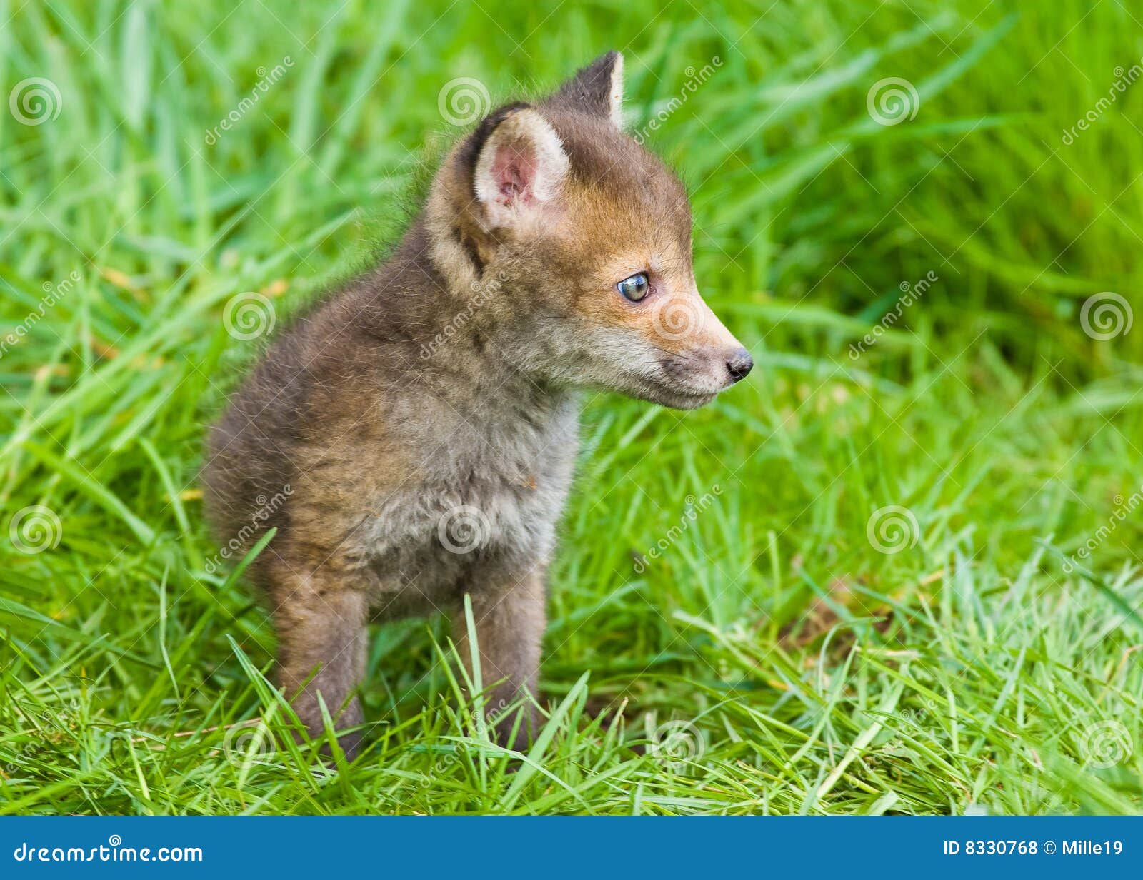 Fox Cub stock photo. Image of nature, pest, young, mammal - 8330768