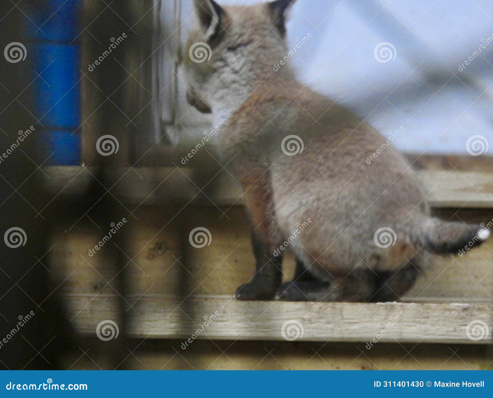 Fox Cub with Back To the Camera Stock Photo - Image of ...