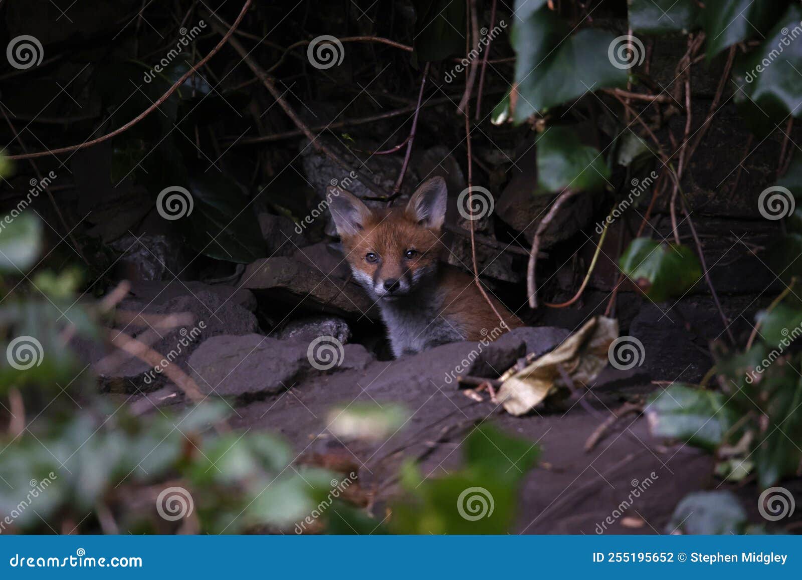 Fox Cub Emerging from Its Den Stock Photo - Image of urban, foxes ...