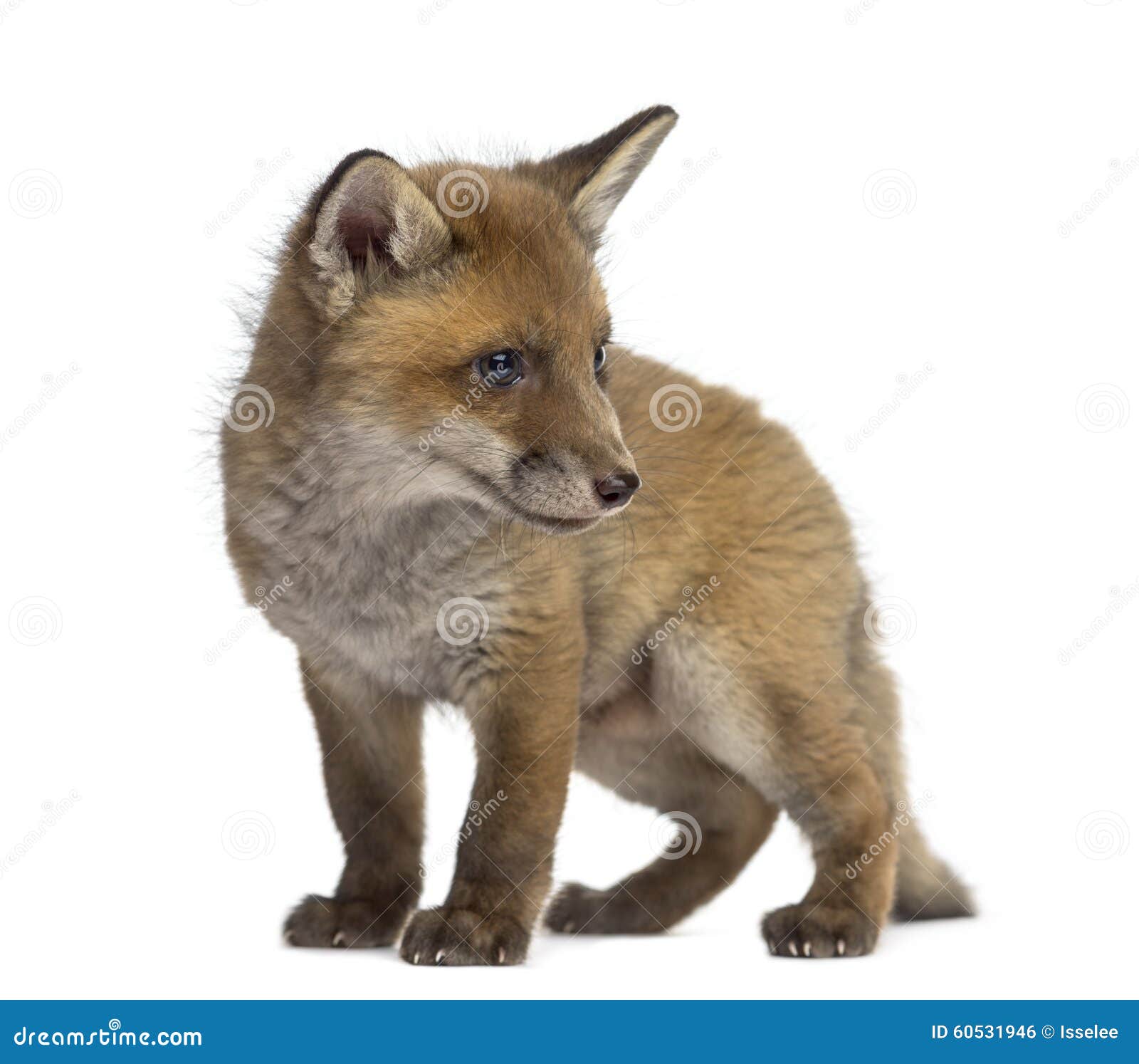 Fox Cub in Front of a White Background Stock Photo - Image of away ...