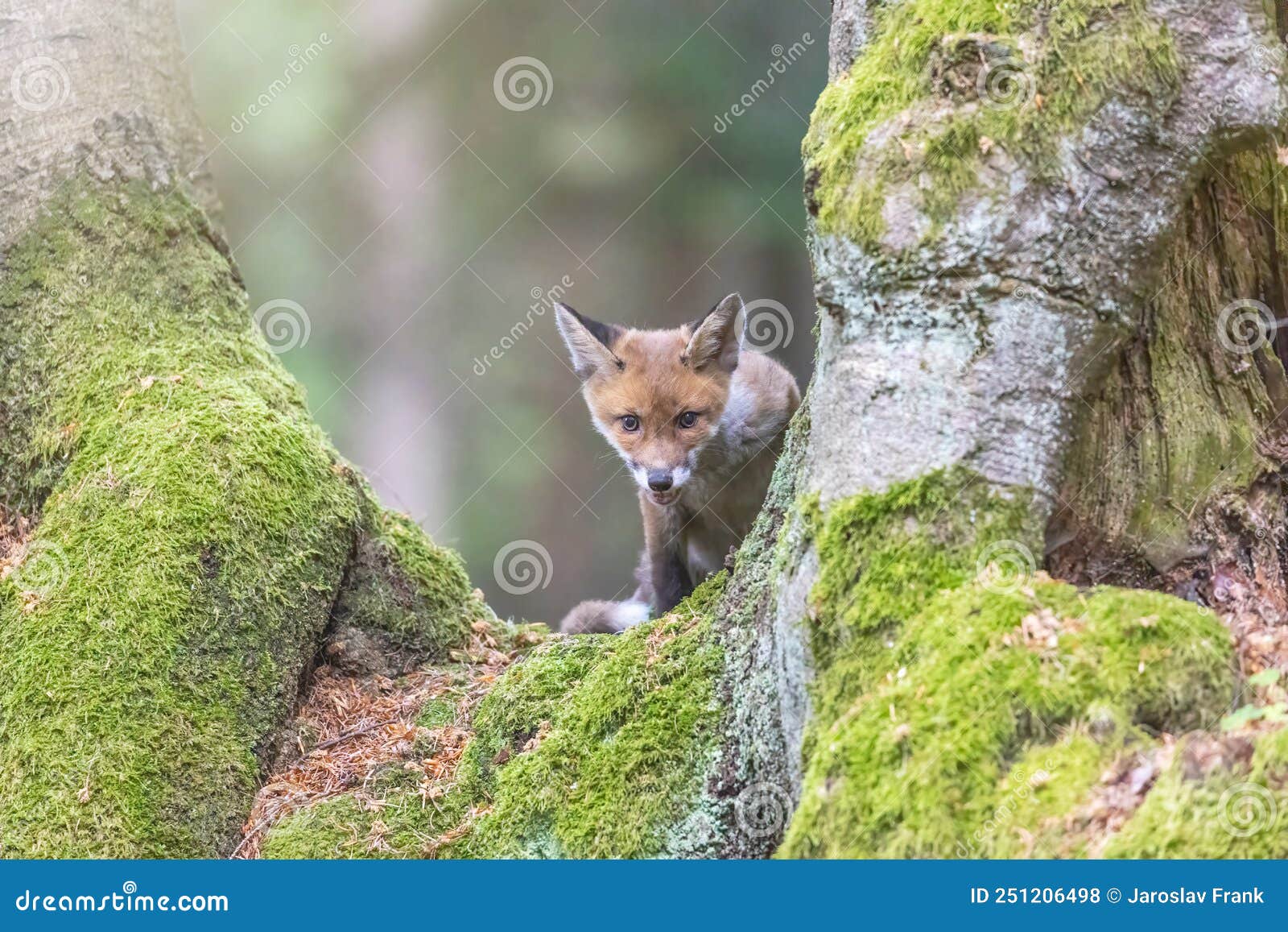 Fox Cub is Posing among the Trees Stock Photo - Image of family, nose ...