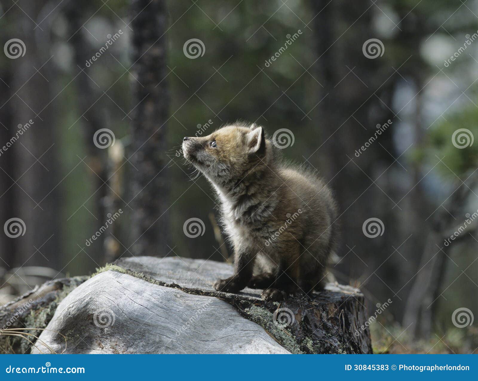 Fox Cub Sitting on Tree Stump Stock Image - Image of baby, profile ...