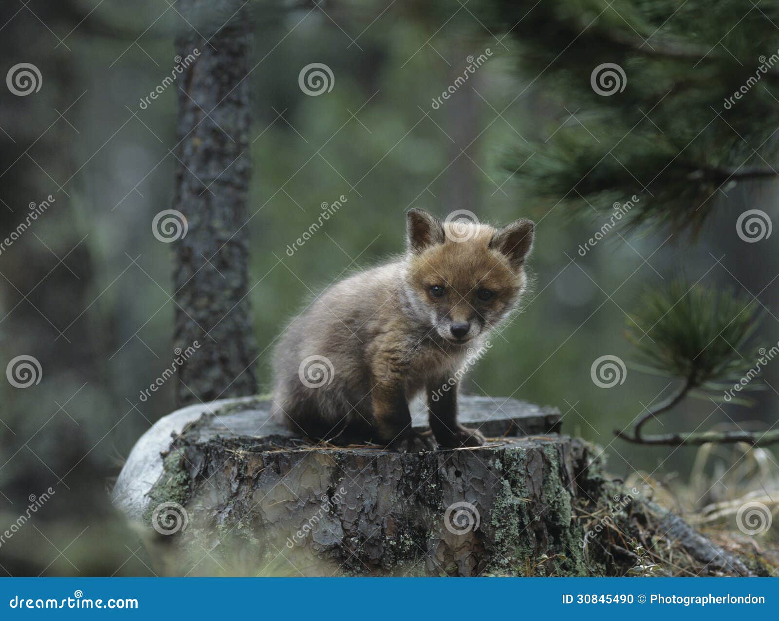 Fox Cub Sitting on Tree Stump Stock Photo - Image of cute, europe: 30845490