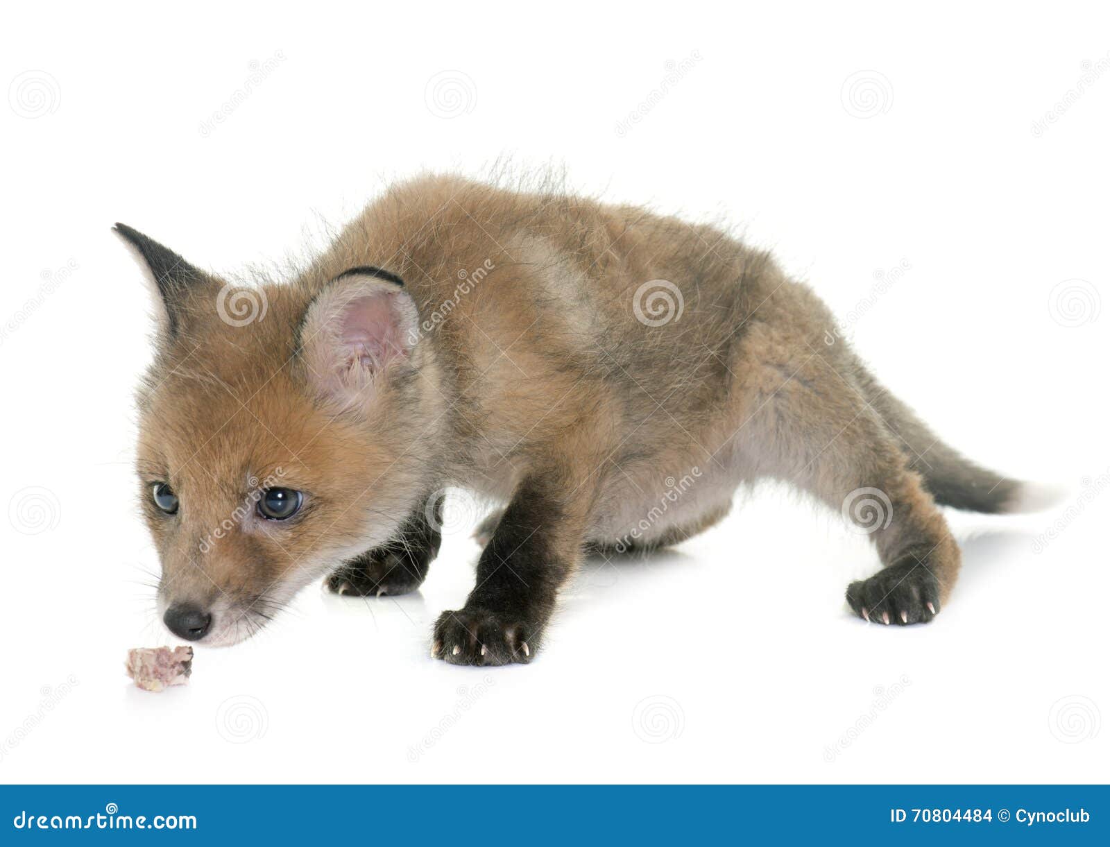 Fox cub smelling in studio stock photo. Image of carnivore - 70804484