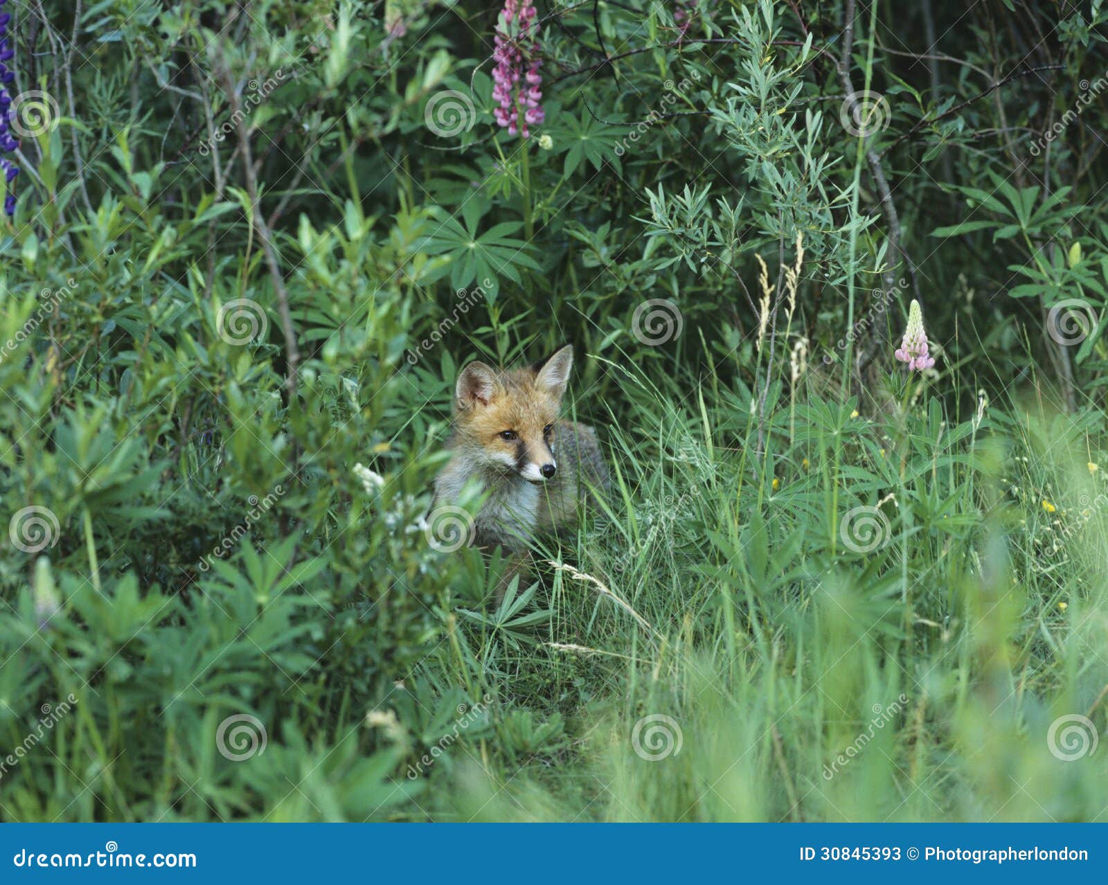 Fox cub standing by bushes stock image. Image of creature - 30845393