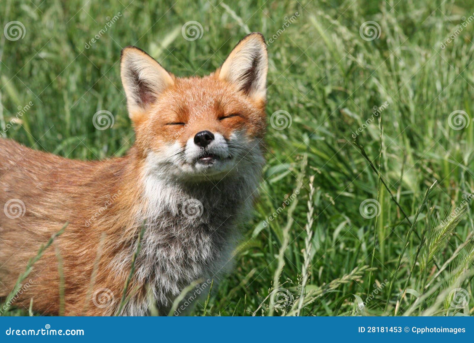 Fox Cub with the Sun on Its Face and Eyes Shut Stock Image - Image of ...