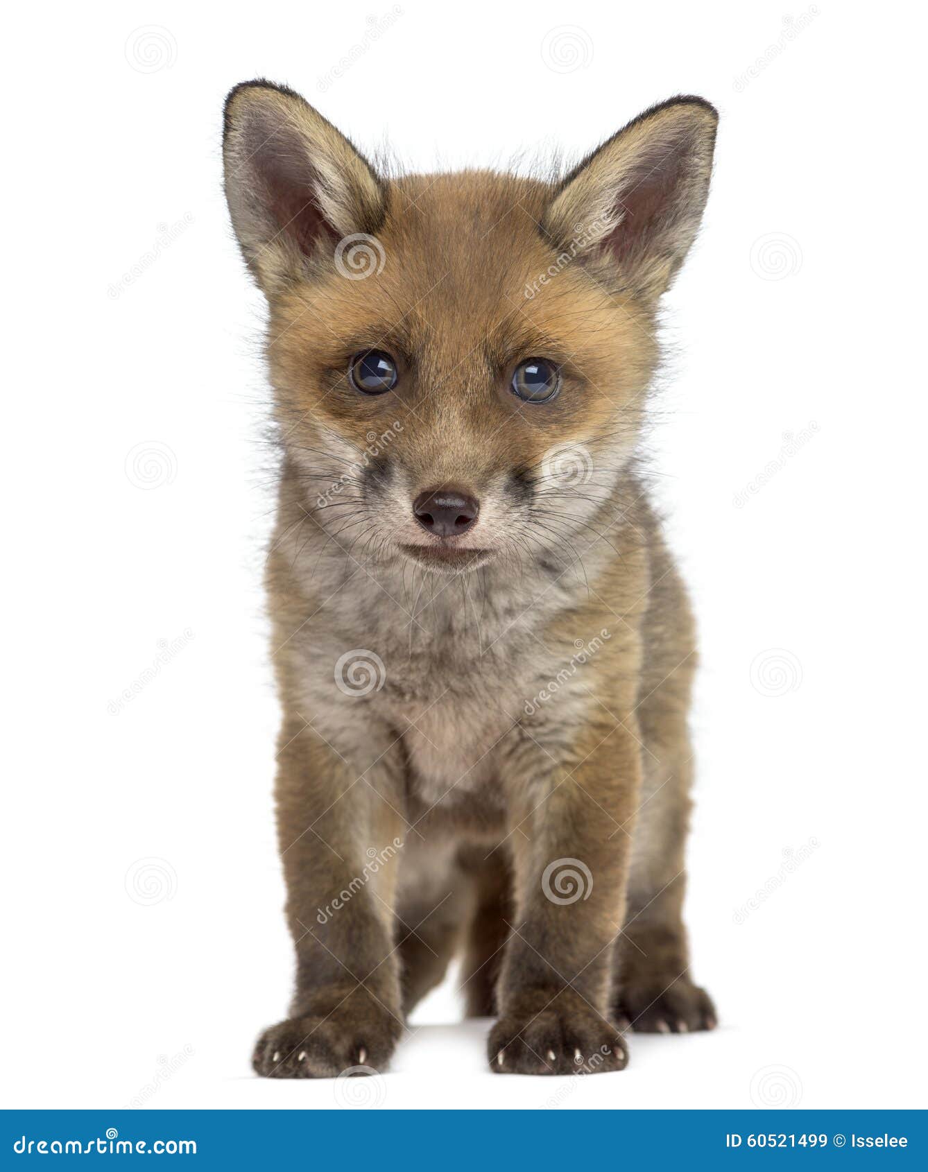Fox cub (7 weeks old) stock image. Image of animal, studio - 60521499