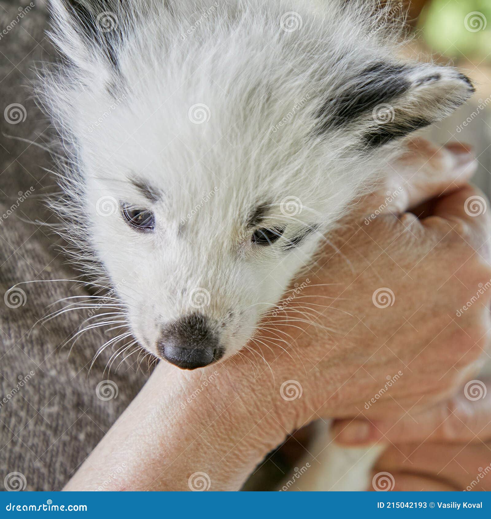 Fox cub and womans hand stock image. Image of portrait - 215042193