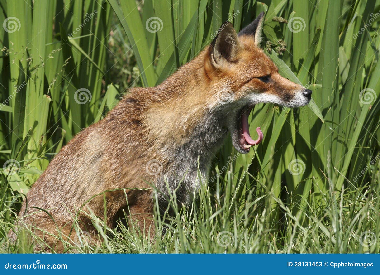 Fox Cub Yawning while Sitting in the Grass Stock Image - Image of ears ...