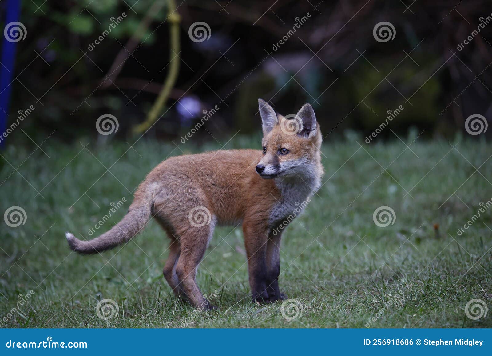 Fox Cubs Playing in the Garden Stock Photo - Image of wild, natural ...