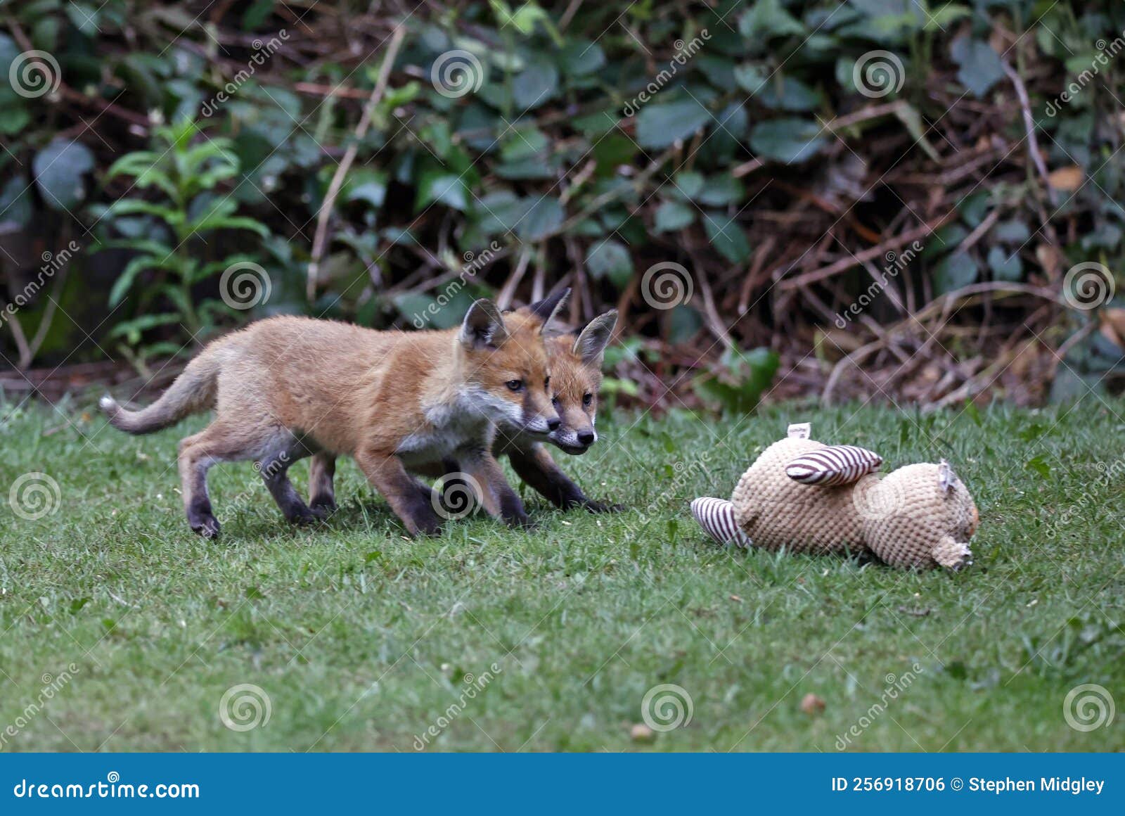 Fox Cubs Playing in the Garden Stock Photo - Image of foxes, urban ...