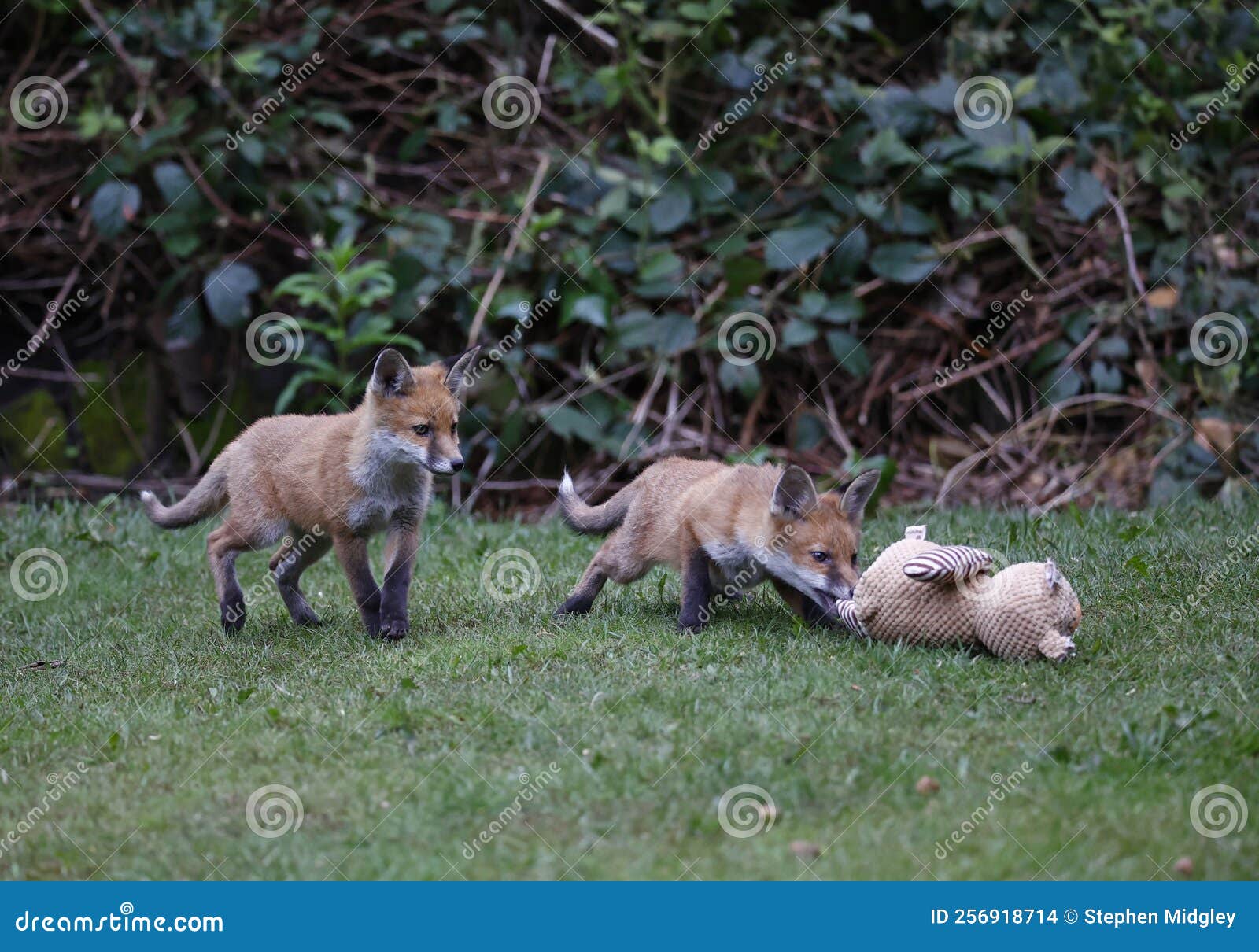 Fox Cubs Playing in the Garden Stock Photo - Image of foxes, emerging ...