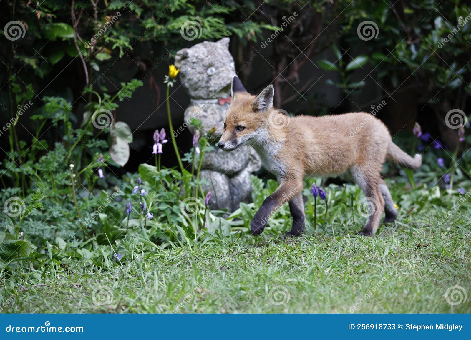 Fox Cubs Playing in the Garden Stock Image - Image of urban, birds ...