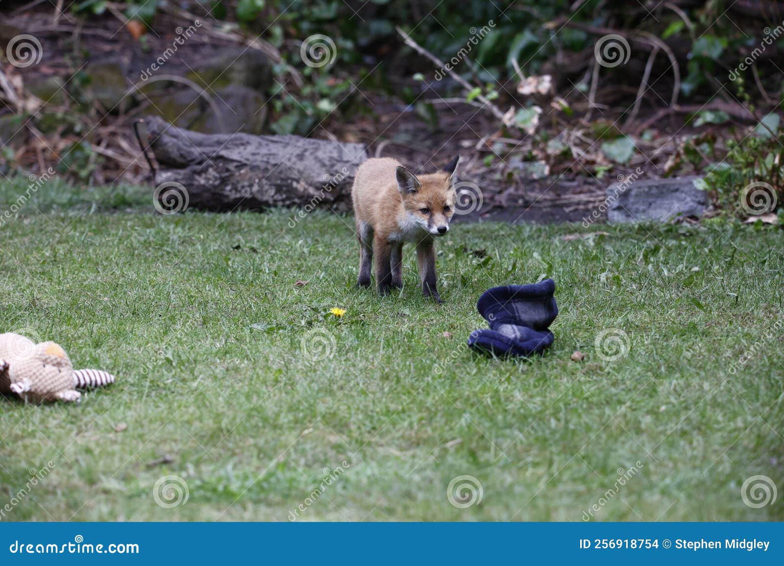 Fox Cubs Playing in the Garden Stock Photo - Image of animals, wildlife ...
