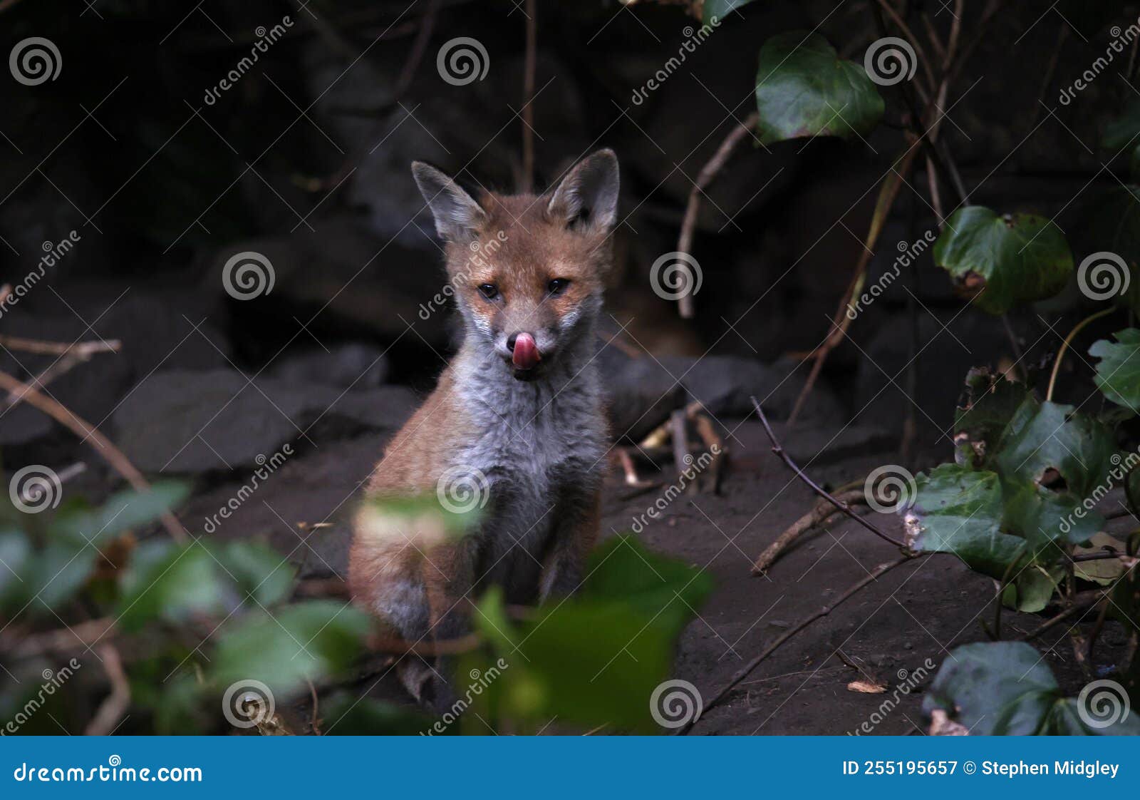 Fox Cub Emerging from Its Den Stock Image - Image of moors, young ...
