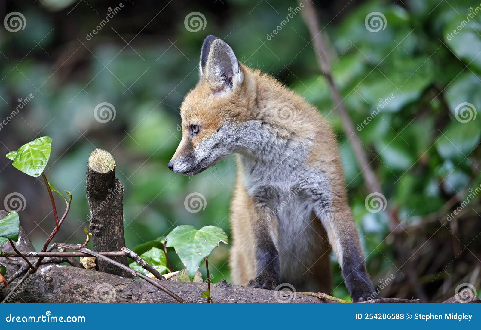 Fox Cubs Emerging from Their Garden Den Stock Photo - Image of branch ...