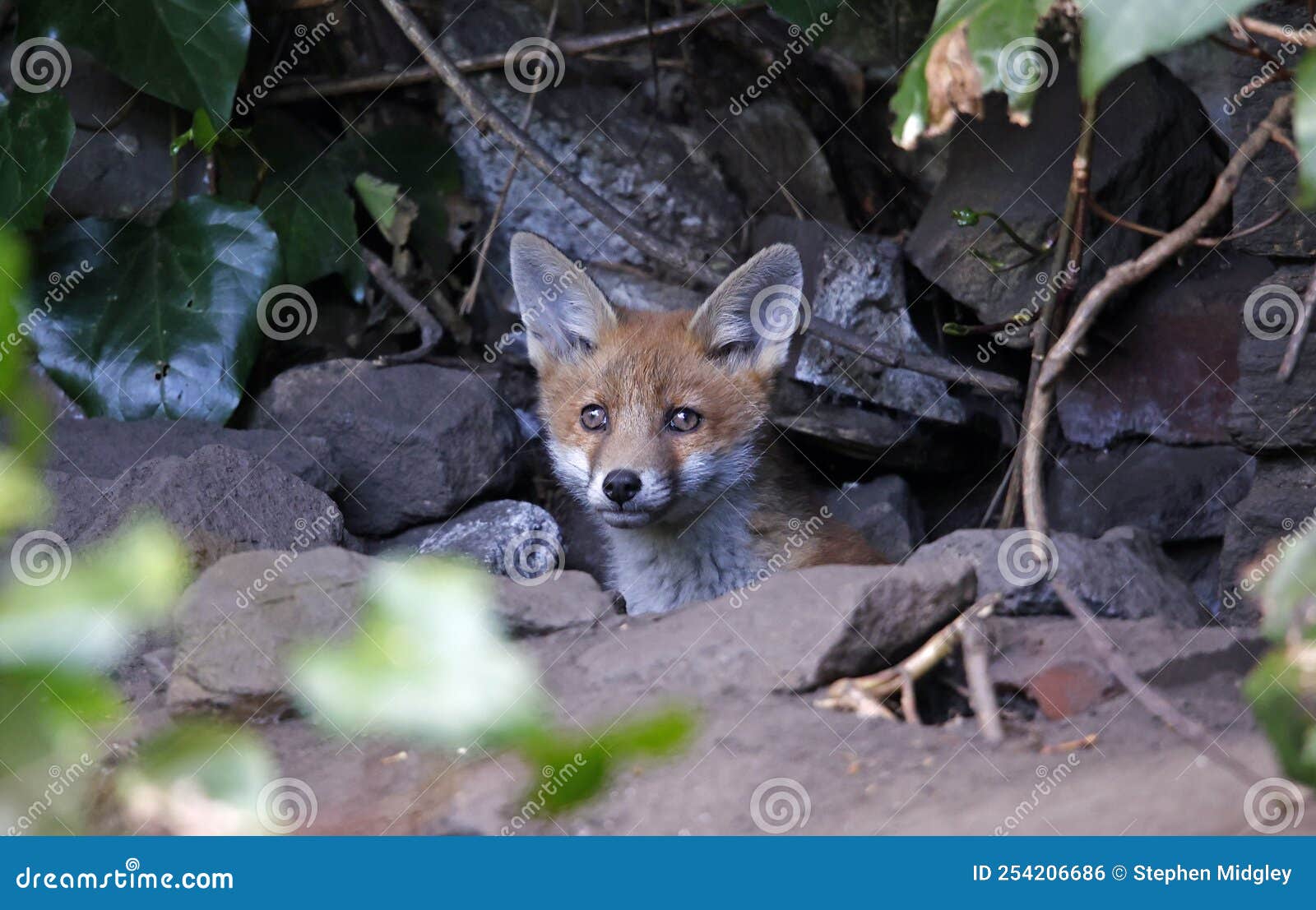 Fox Cubs Emerging from Their Garden Den Stock Photo - Image of park ...