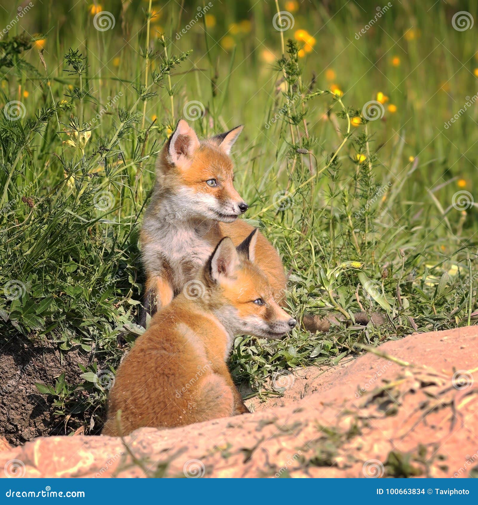 Fox Cubs Near the Burrow in Spring Stock Photo - Image of environment ...