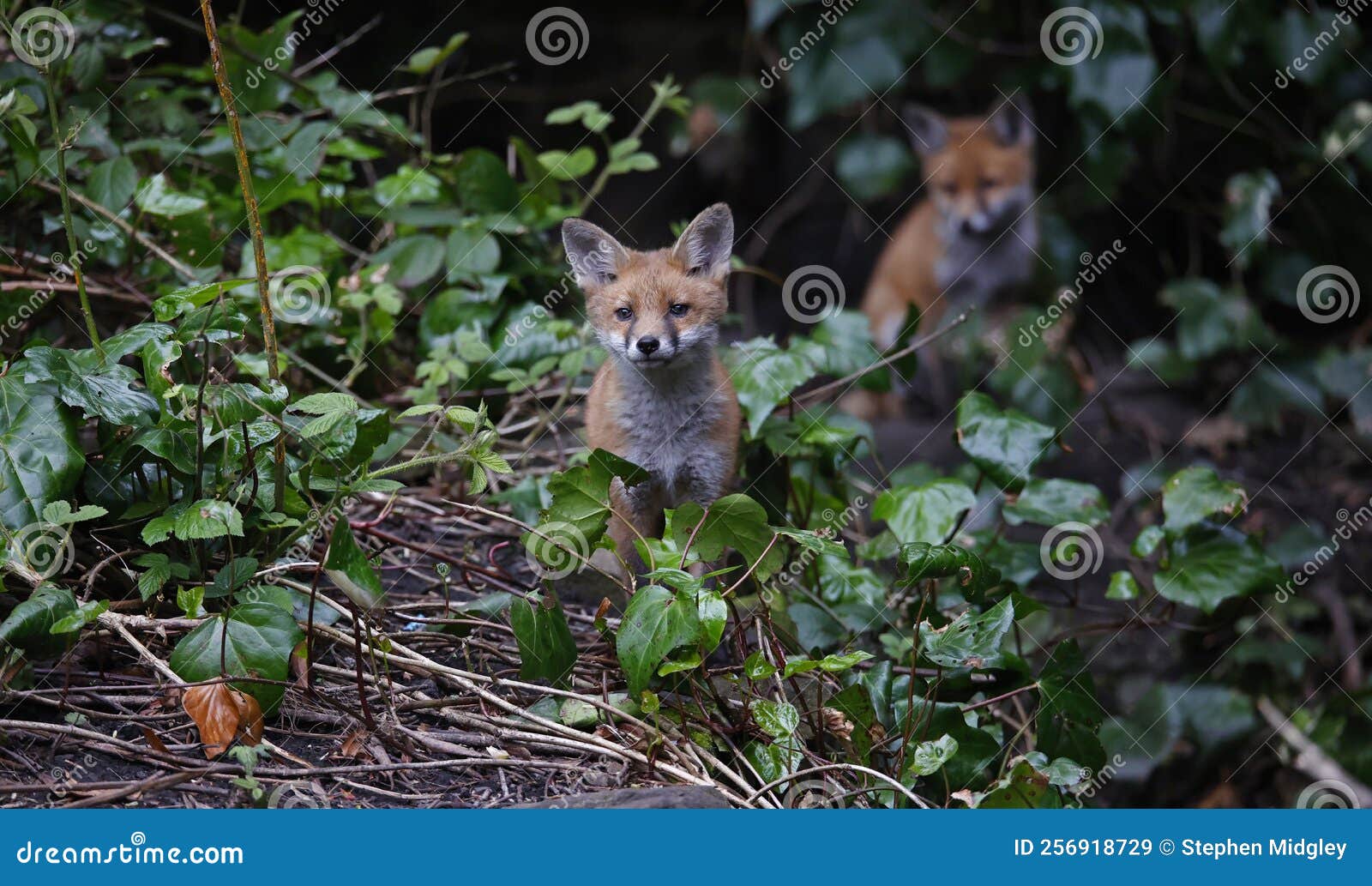Fox Cubs Playing in the Garden Stock Image - Image of cubs, male: 256918729