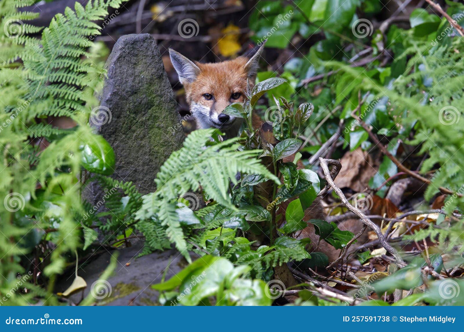 Fox Cubs Playing in the Garden Stock Photo - Image of nature, carnivore ...