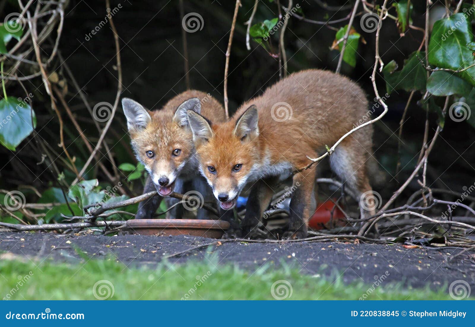 Fox Cubs Playing in the Garden Stock Image - Image of surroundings ...
