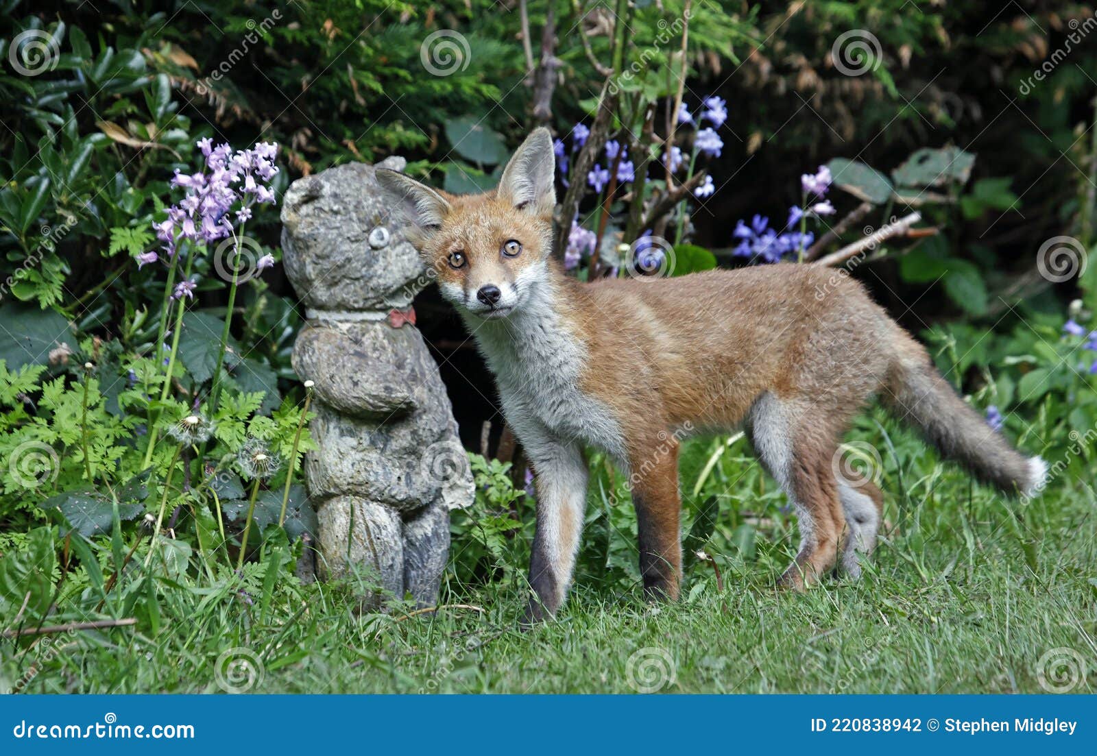 Fox Cubs Playing in the Garden Stock Photo - Image of surroundings ...