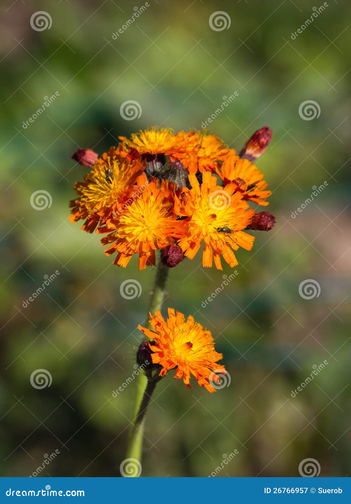 Fox and Cubs Wild Flower stock image. Image of devils - 26766957