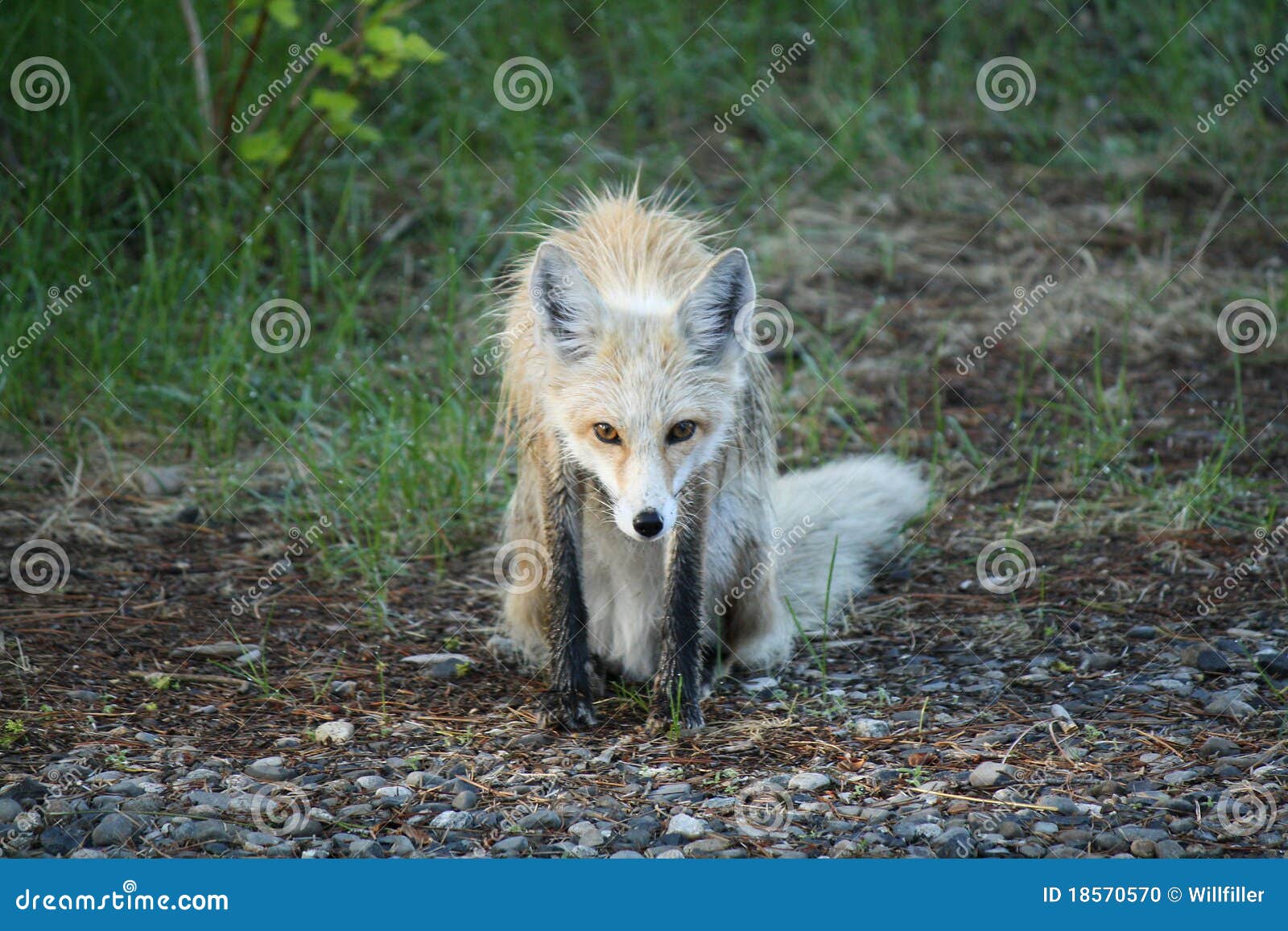 Fox with Curious Look stock photo. Image of hunt, snoop - 18570570