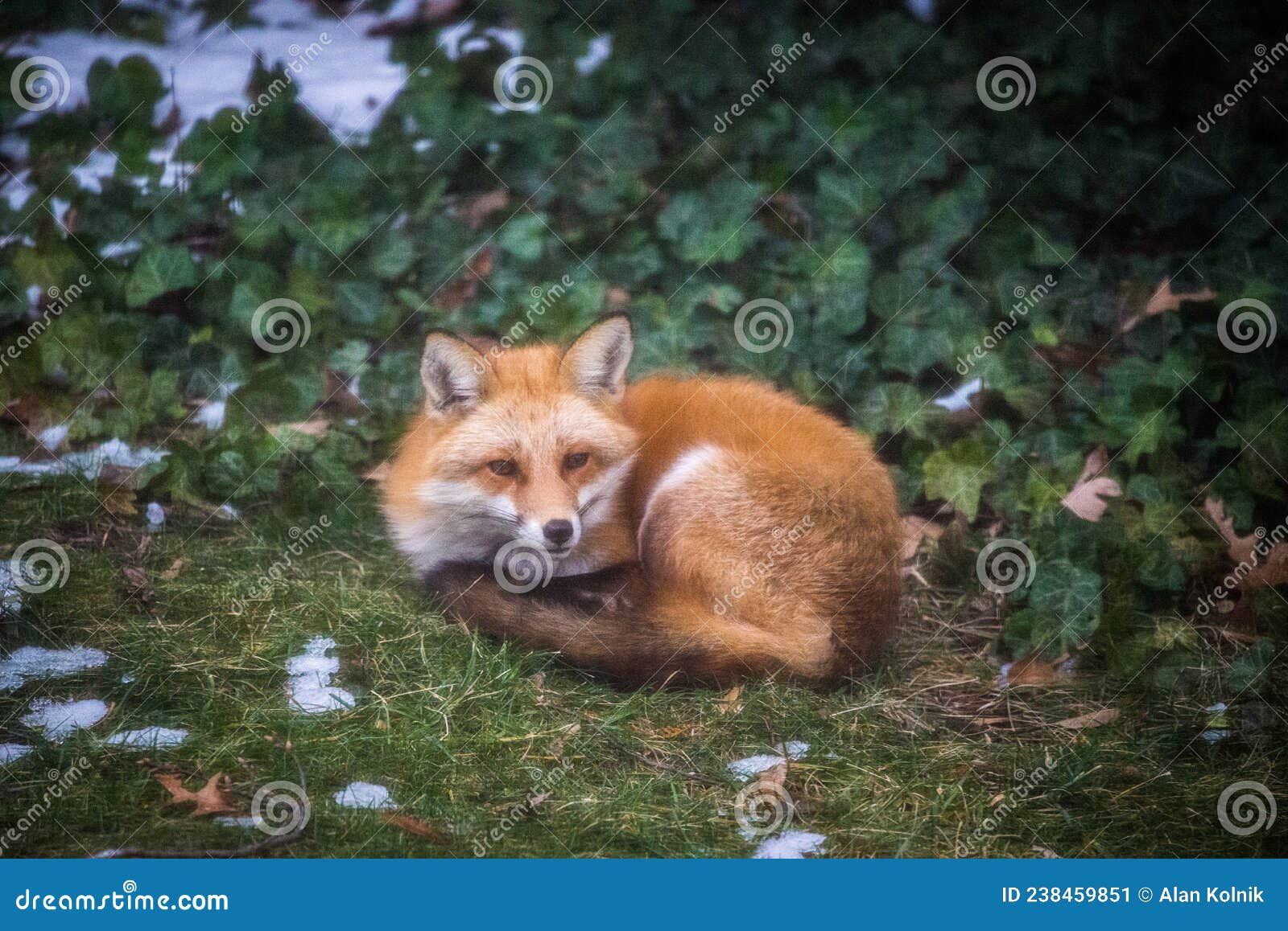 Fox curled up and resting stock image. Image of yard - 238459851
