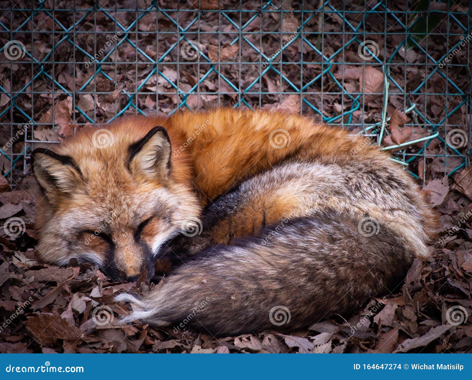 Fox Curled up at the Zoo stock photo. Image of domestic - 164647274