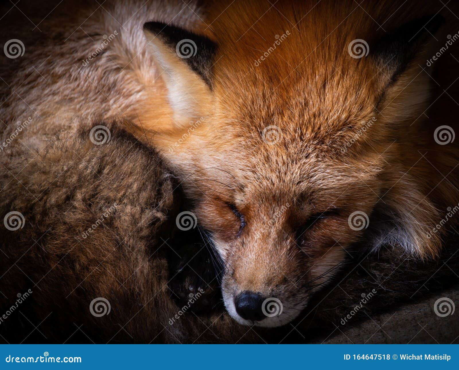 Fox Curled up at the Zoo stock photo. Image of relax - 164647518
