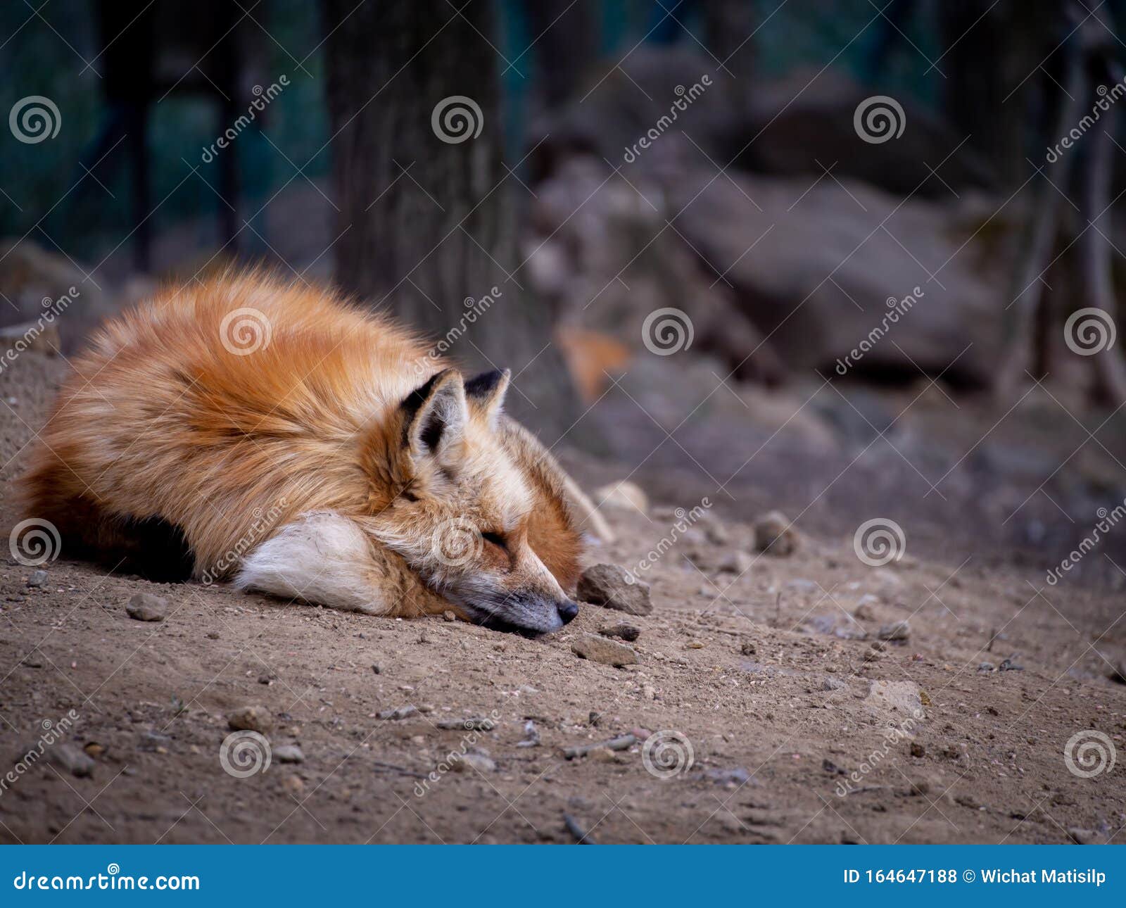 Fox Curled up at the Zoo stock photo. Image of abstract - 164647188