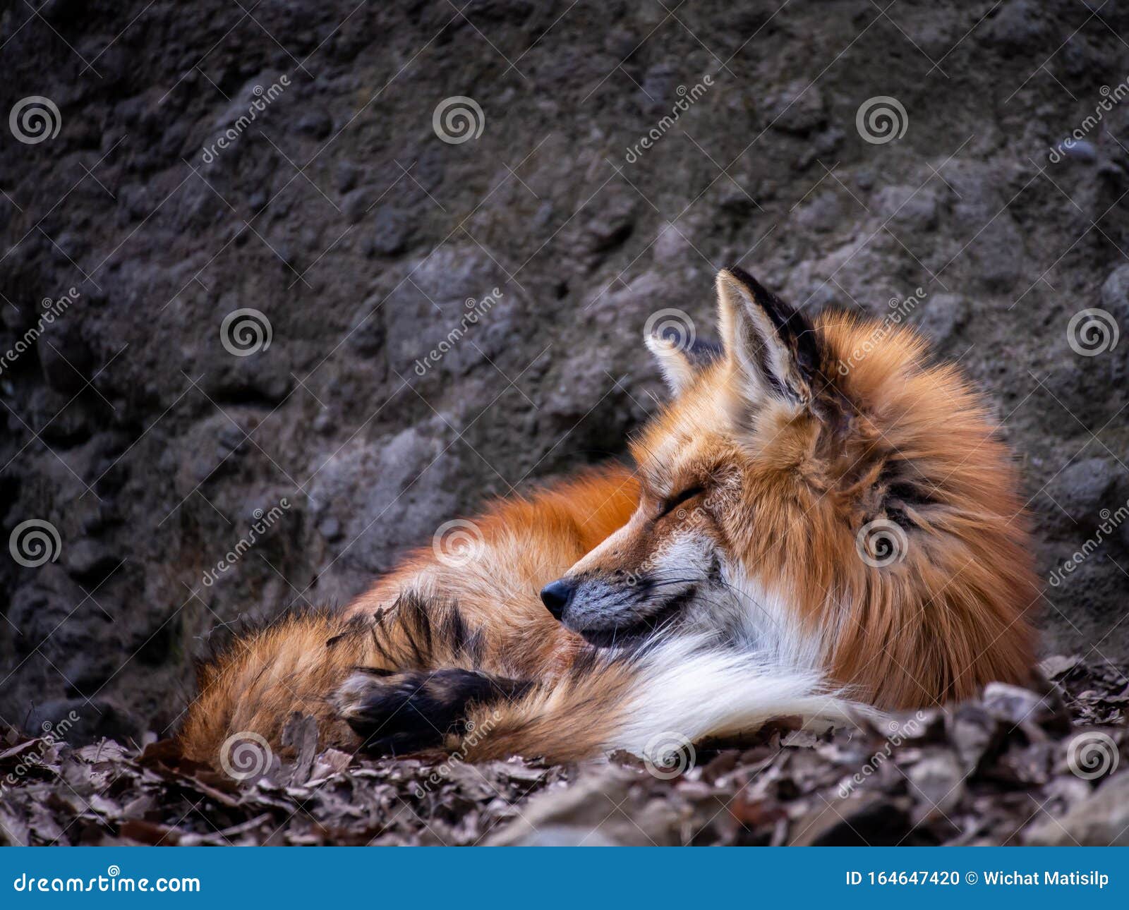 Fox Curled up at the Zoo stock photo. Image of mammal - 164647420