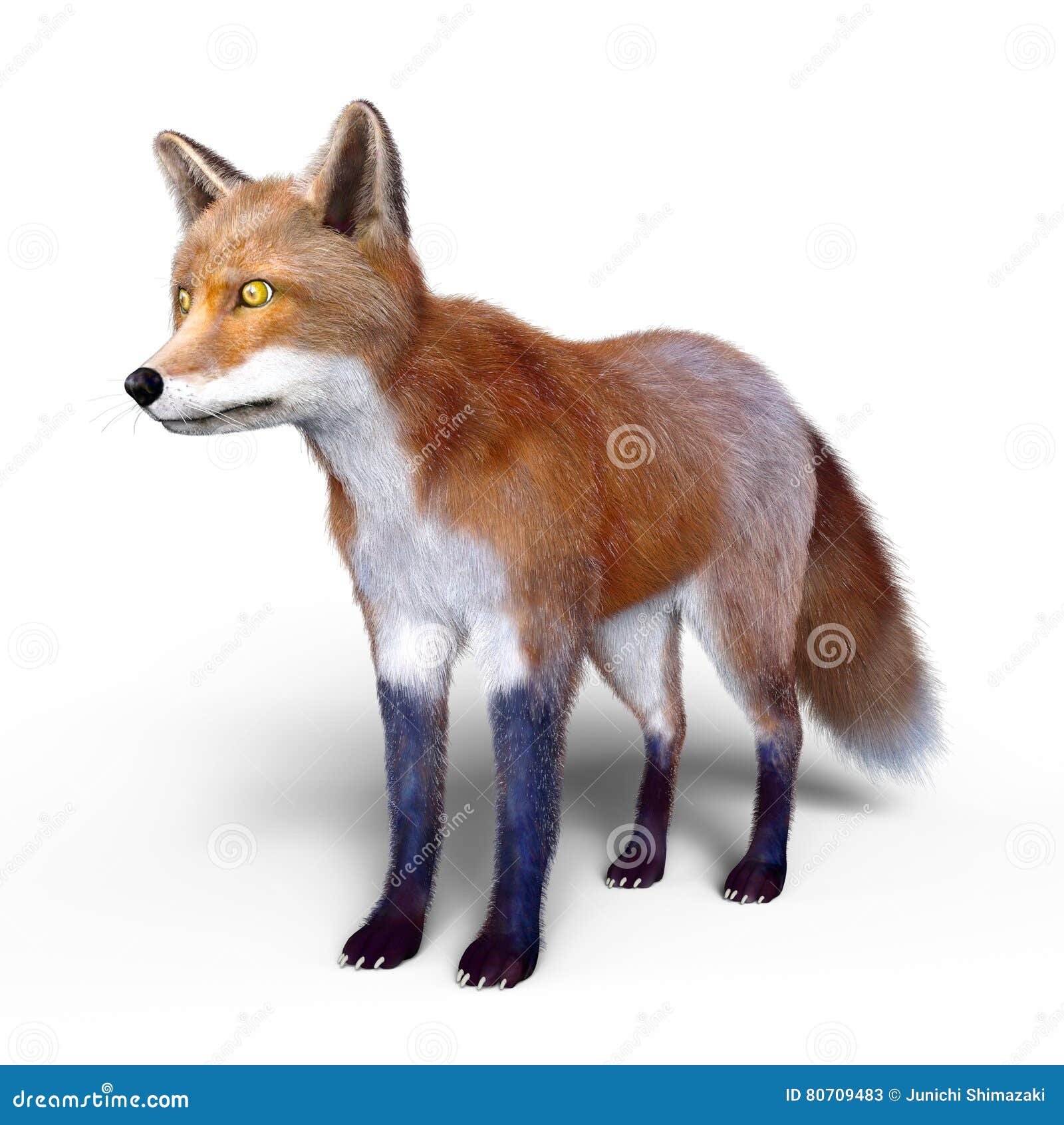 Fox stock image. Image of wildlife, canine, snout, tail - 80709483