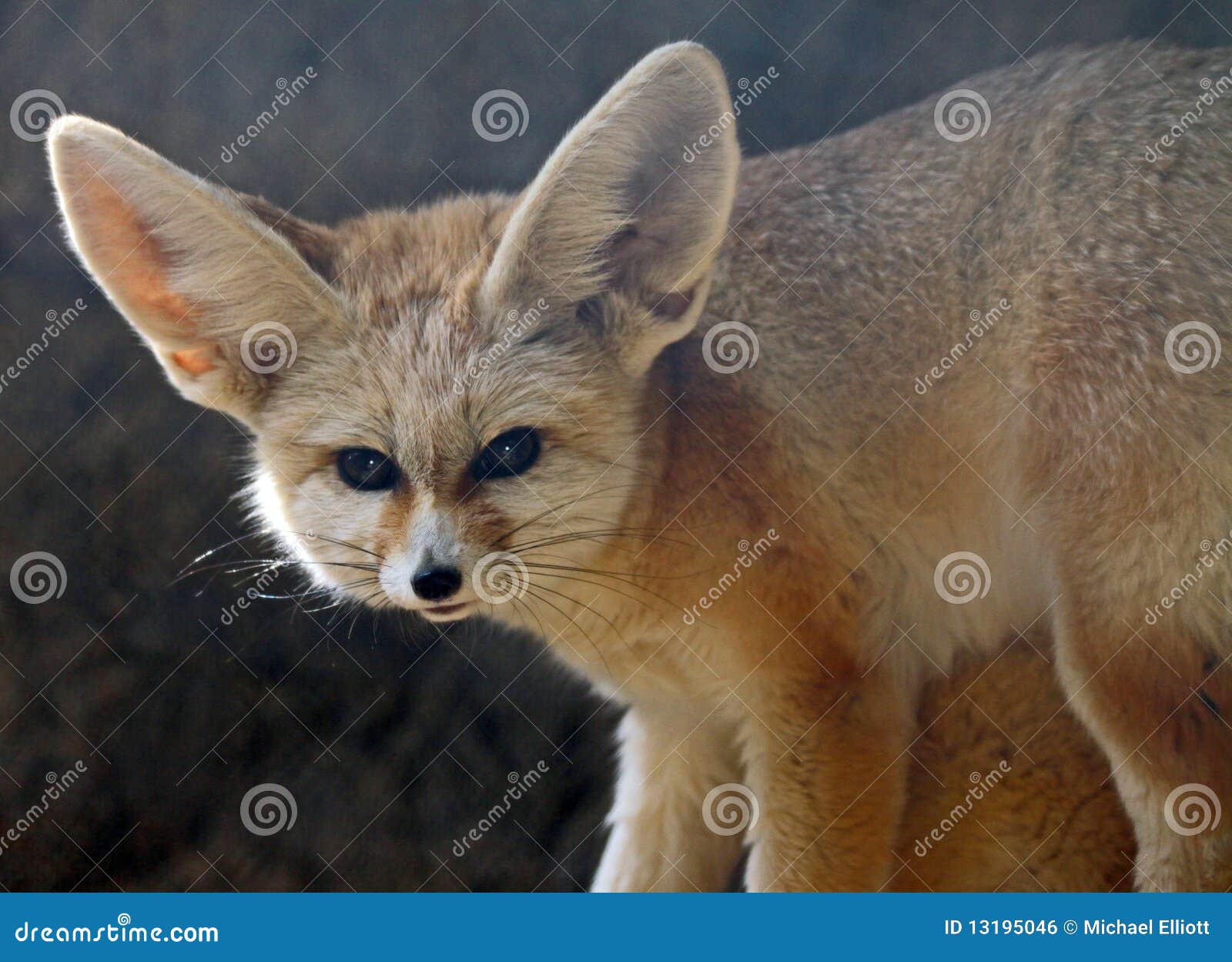 Fox de Fennec foto de archivo. Imagen de cubo, lindo - 13195046