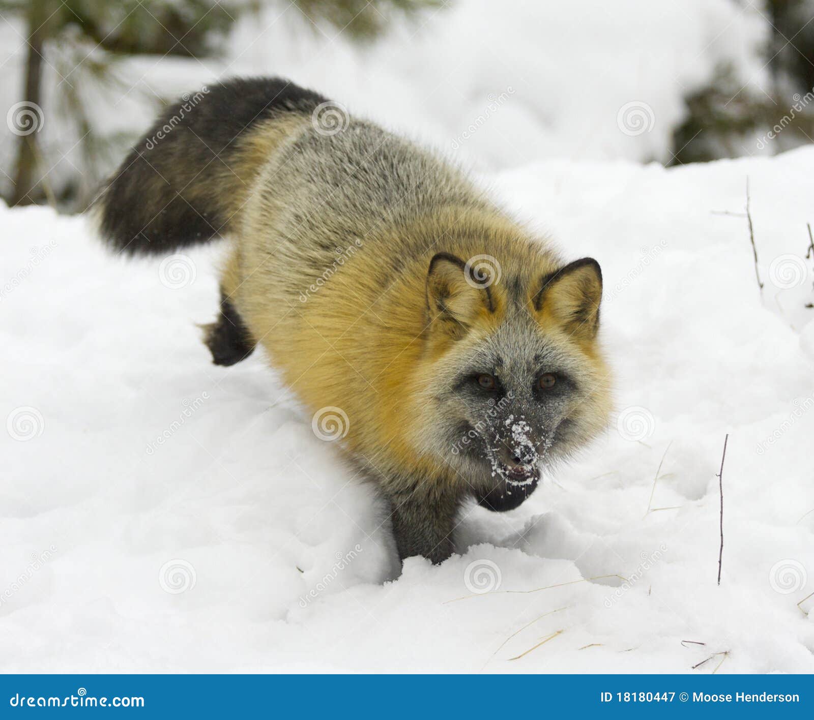 Fox de la cruz imagen de archivo. Imagen de gris, nieve - 18180447