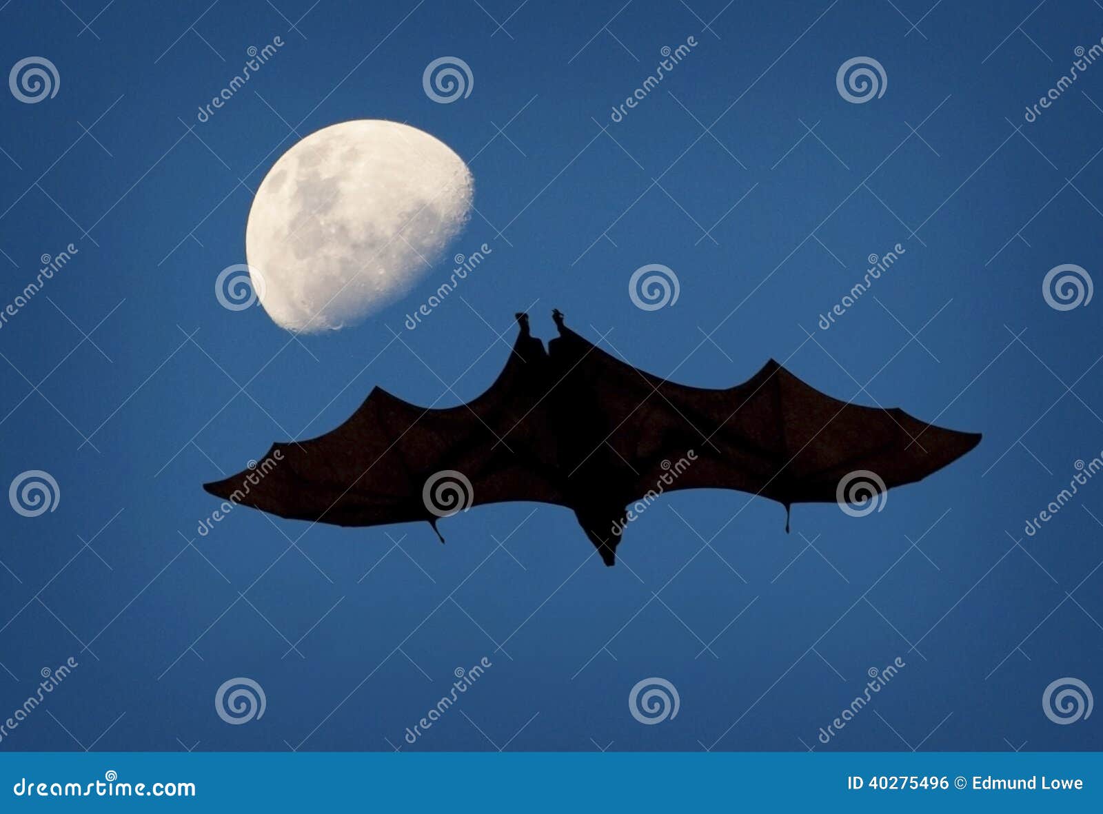 Fox de vuelo y la luna. foto de archivo. Imagen de exterior - 40275496