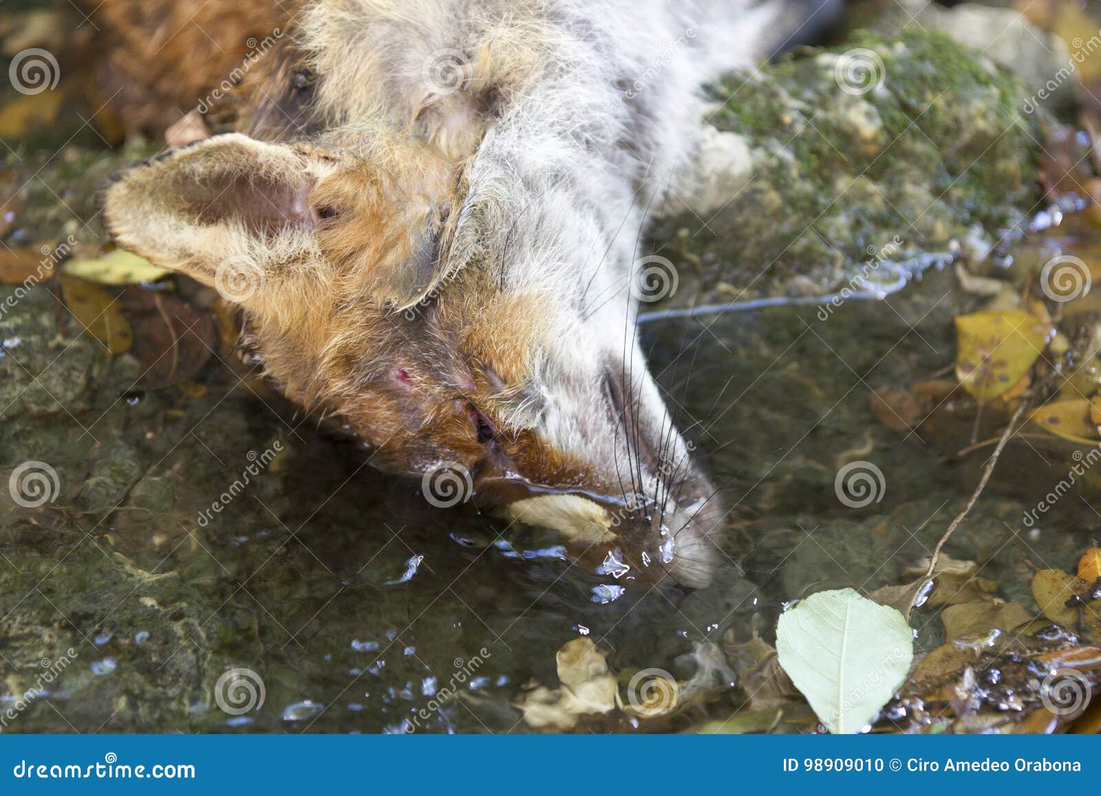 Fox dead stock photo. Image of brush, farm, dead, danger - 98909010