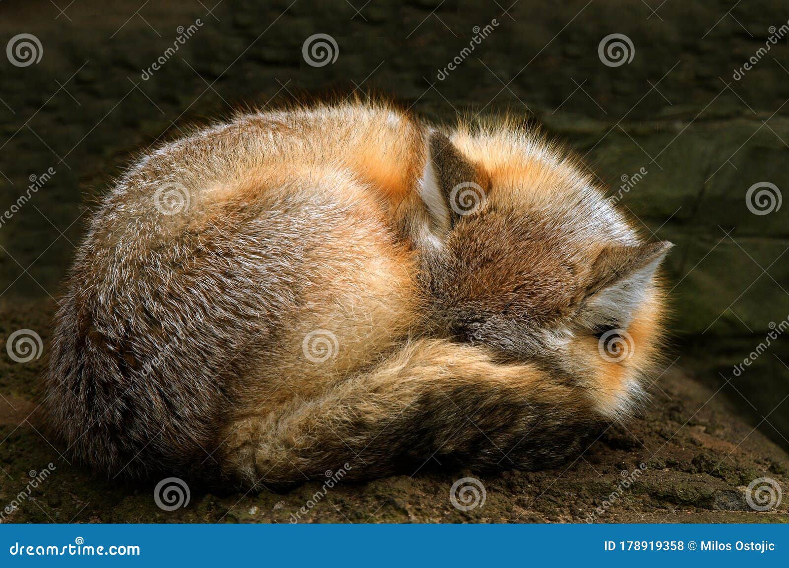 Fox in the deep sleep stock photo. Image of wild, nature - 178919358