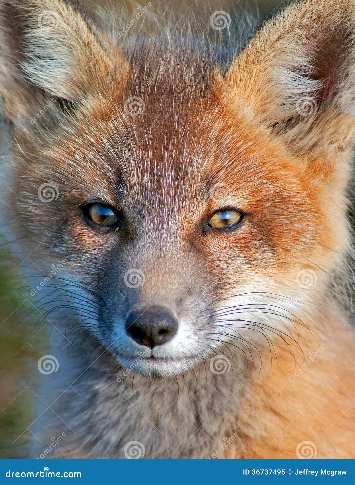 Fox del bebé imagen de archivo. Imagen de asoleado, brillante - 36737495