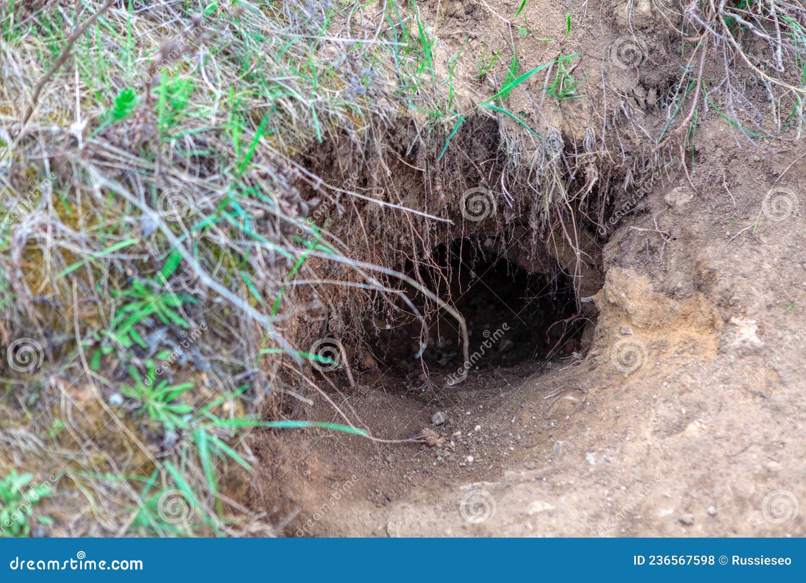 Empty Fox Den Stock Photos - Free & Royalty-Free Stock Photos from ...