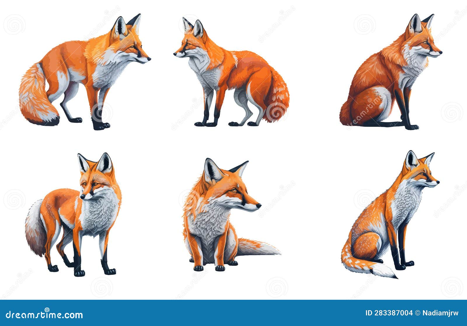 Fox in Different Poses. Vector Set Illustration Realistic Hand Drawn ...
