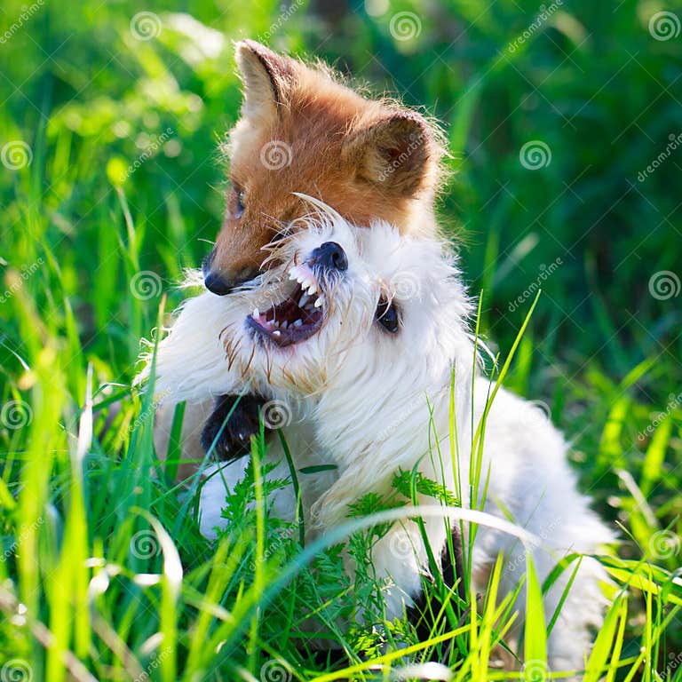 Fox and dog stock image. Image of play, nature, little - 41731409
